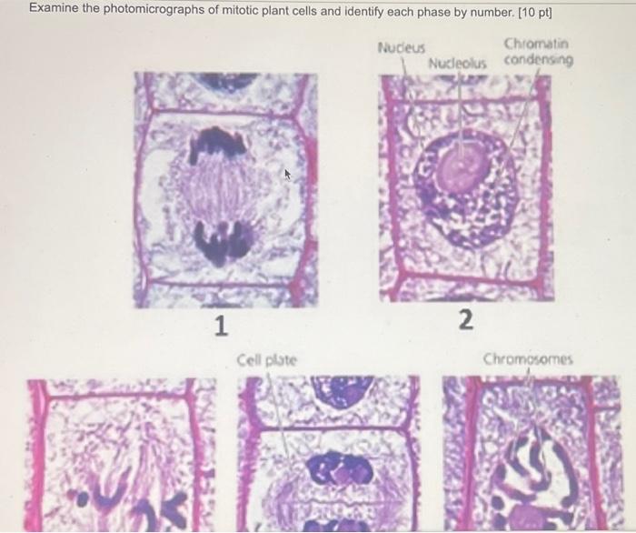 Solved Examine the photomicrographs of miotic plant cells | Chegg.com