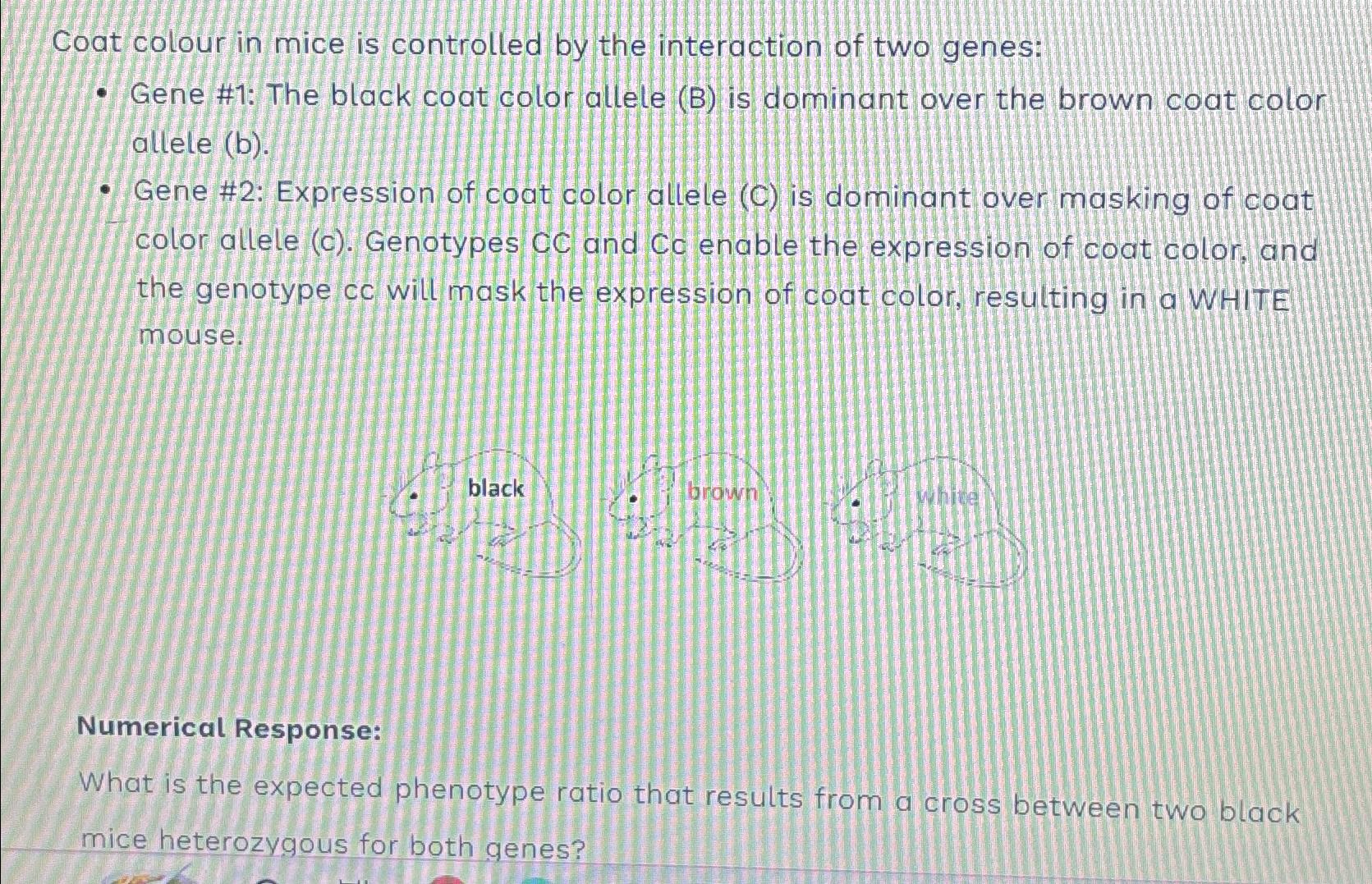Solved Coat colour in mice is controlled by the interaction | Chegg.com