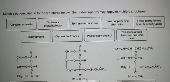 Solved Match each description to the structures below. Some | Chegg.com