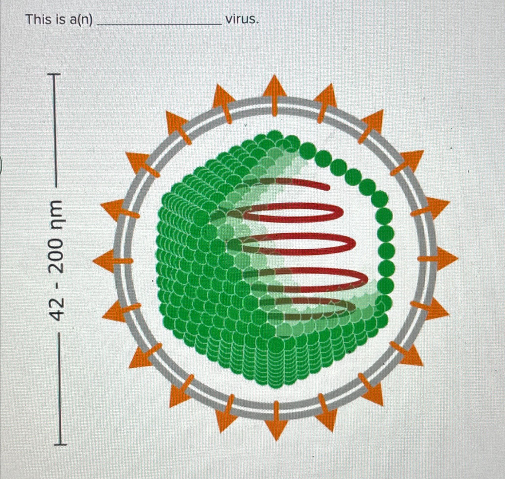 Solved This is a(n) ﻿virus. | Chegg.com