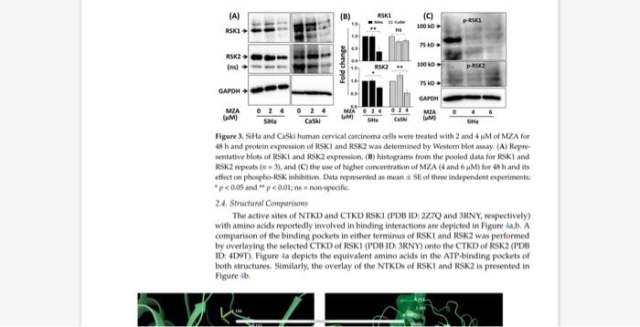 Figure 3. SiHa and CaSki human cervical carcinoma | Chegg.com