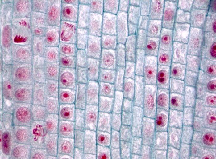 Solved count the number of cells in each of the cell phases, | Chegg.com