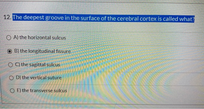 Solved 12. The deepest groove in the surface of the cerebral | Chegg.com