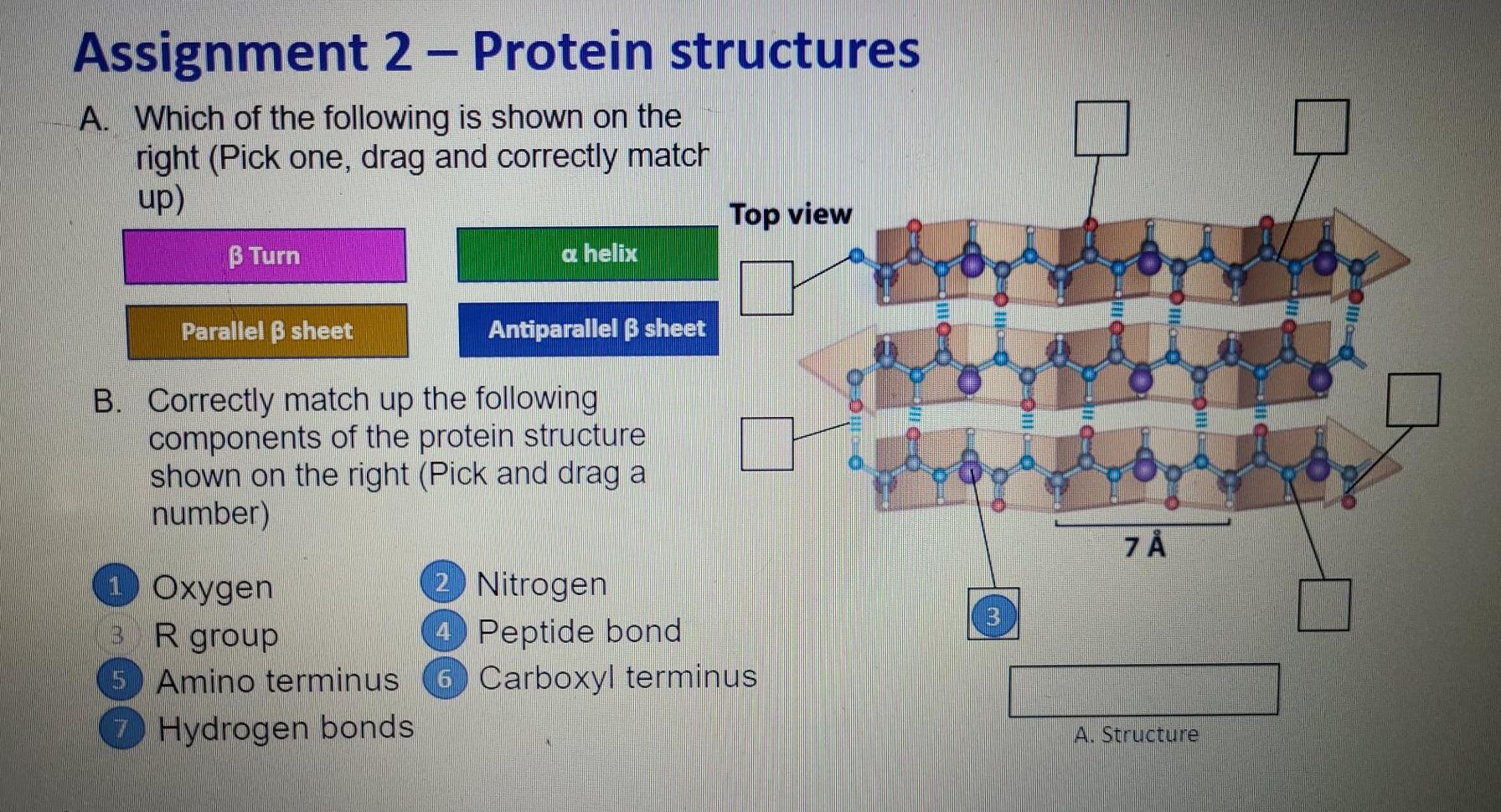 Solved AnswerA:- parallel beta sheet AnswerB:- B- peptide | Chegg.com