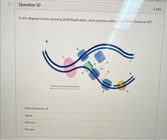 Solved In the diagram below showing DNA Replication, what | Chegg.com