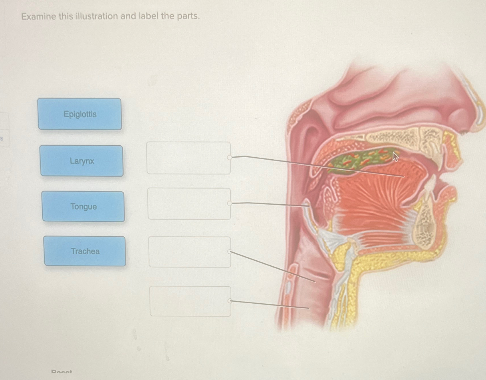 Solved Examine this illustration and label the parts.Trachea | Chegg.com