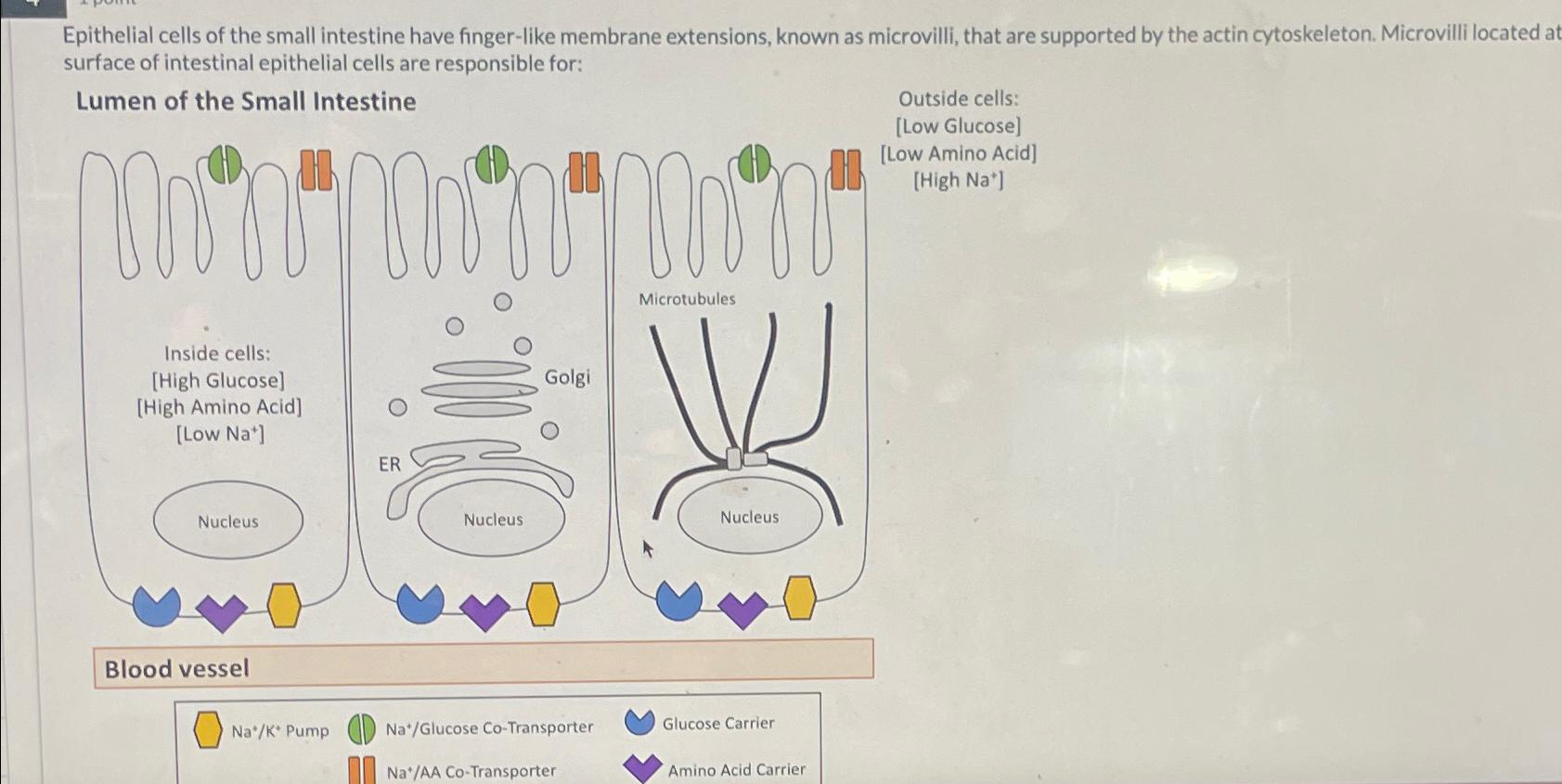Solved Epithelial cells of the small intestine have | Chegg.com