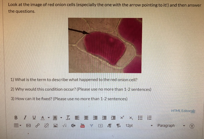 Solved Look at the image of red onion cells (especially the | Chegg.com