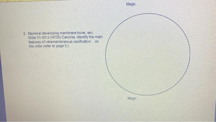 Solved Magn 2. Mammal developing membrane bone, sec. Slide | Chegg.com