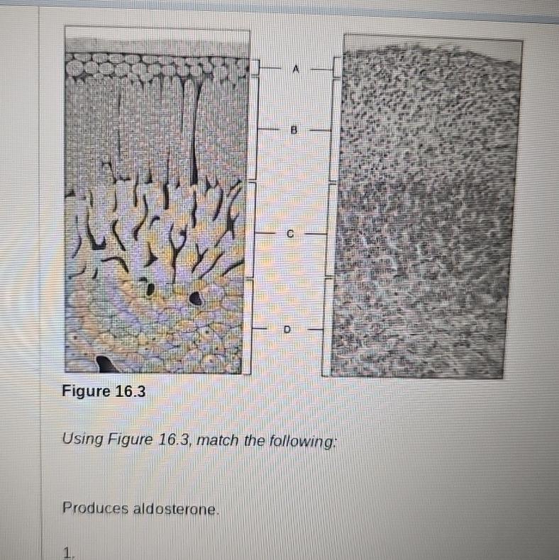 Solved Figure 16 3using Figure 16 3 match The