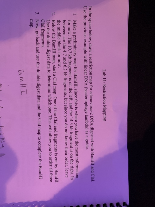 Solved Lab 11: Restriction Mapping DATA AND CONCLUSIONS | Chegg.com