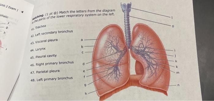 Solved wiching. (1 pt@) Match the 43. Visceral pleura 44. | Chegg.com