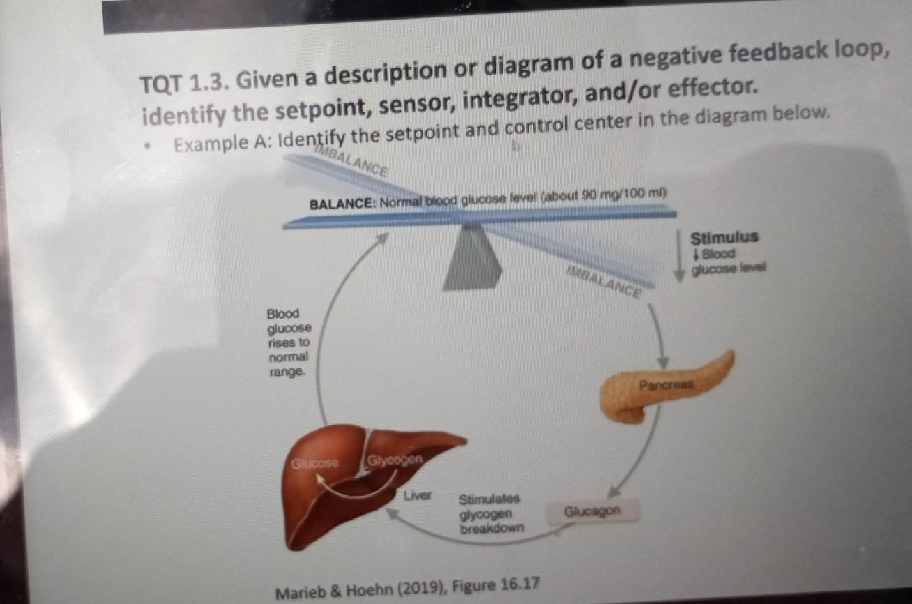 TQT 1.3. Given a description or diagram of a negative | Chegg.com
