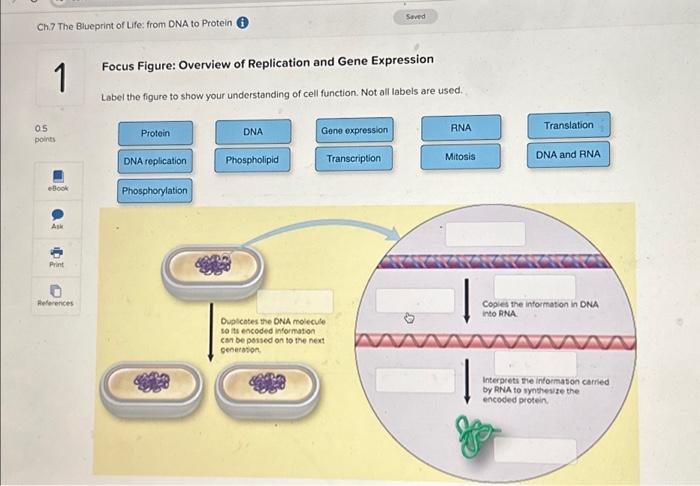 Solved Ch.7 The Blueprint of Life: from DNA to Protein i 1 | Chegg.com