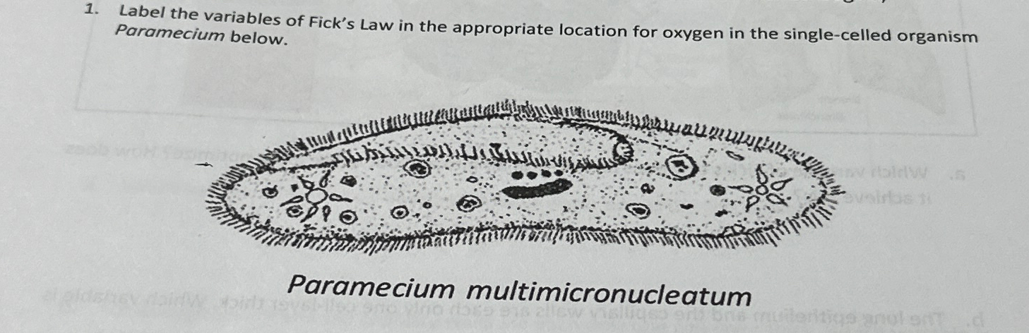 Solved Label the variables of Fick's Law in the appropriate | Chegg.com