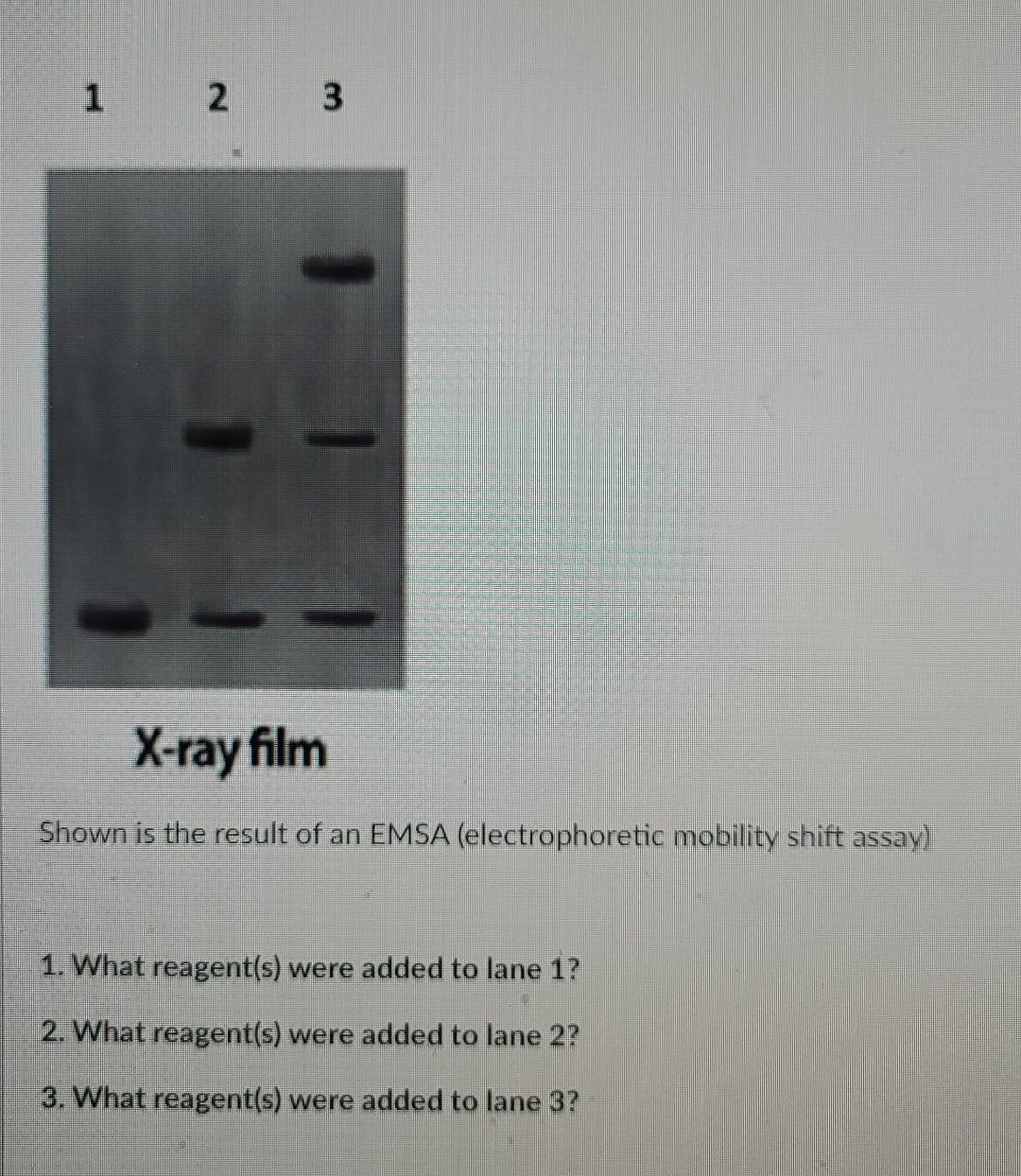 Solved 1 2 3 X-ray film Shown is the result of an EMSA | Chegg.com