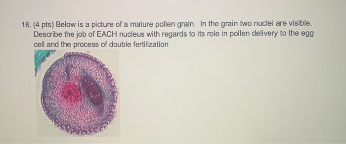 Solved below is a picture of a mature pollen grain in the | Chegg.com