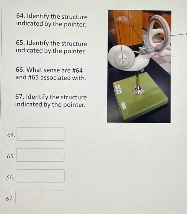 Solved 41. Identify the structure indicated by the pointer. | Chegg.com