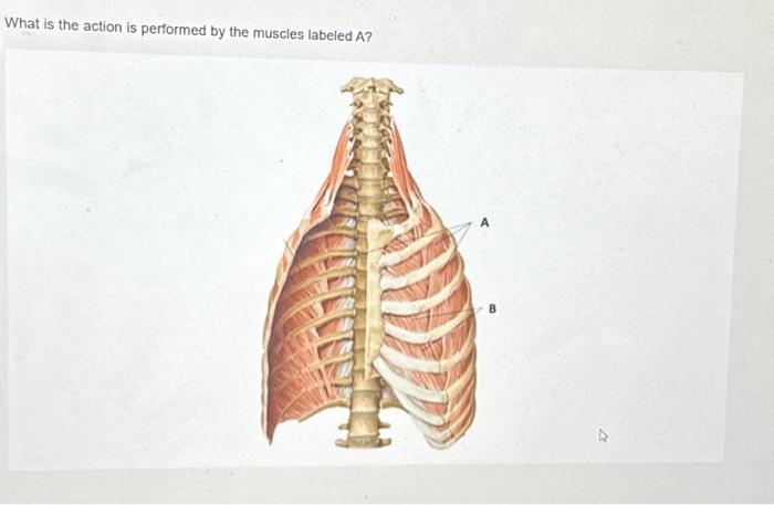 Solved What action is performed by the muscle labeled | Chegg.com