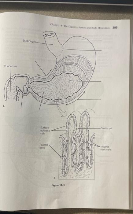 Solved 7. Figure 14-3A is a longitudinal section of the | Chegg.com