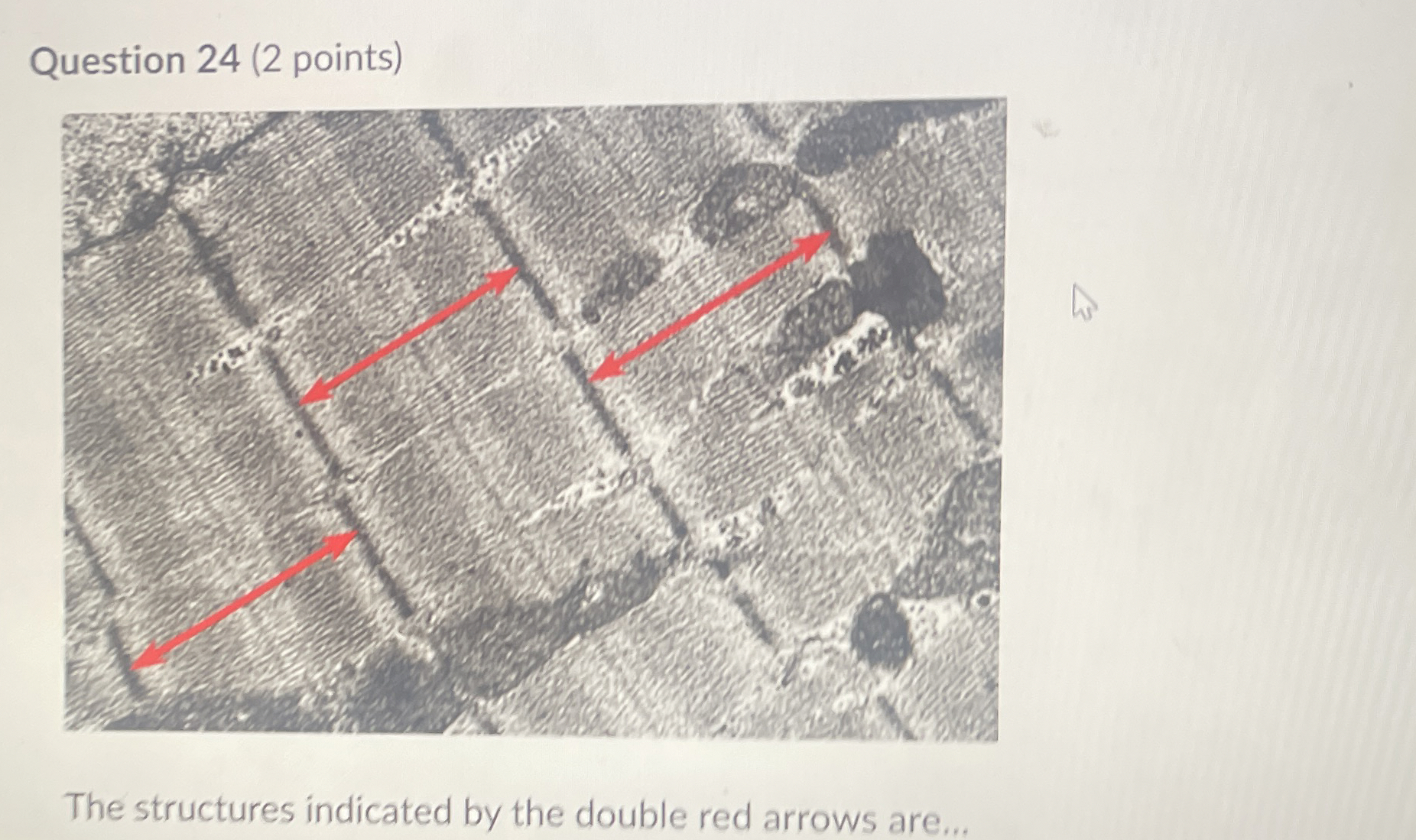 Solved Question 24 (2 ﻿points)The structures indicated by | Chegg.com