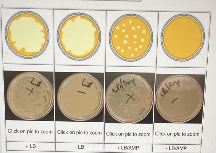 Solved Results of the Lab Ex 10 - Bacterial Transformation | Chegg.com