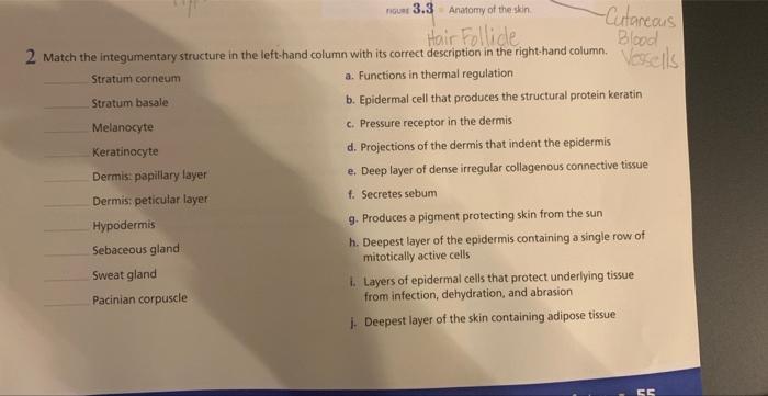 Solved 2 Match the integumentary structure in the left-hand | Chegg.com