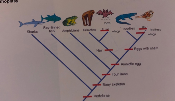 Solved Traits that exist in an extant group that have not | Chegg.com