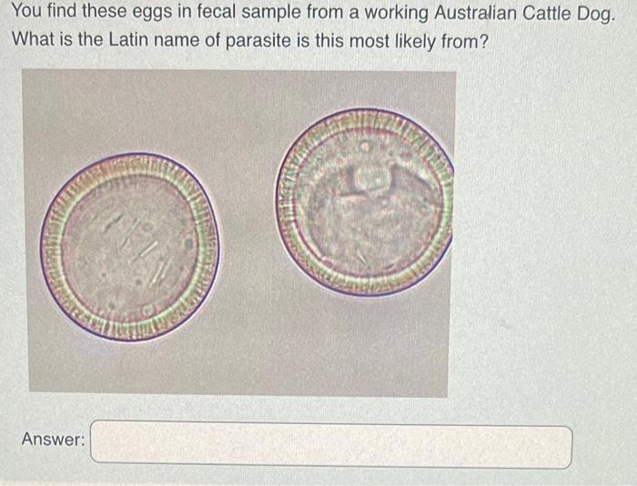 Solved Cysticercoid tapeworm larvae are found inside | Chegg.com