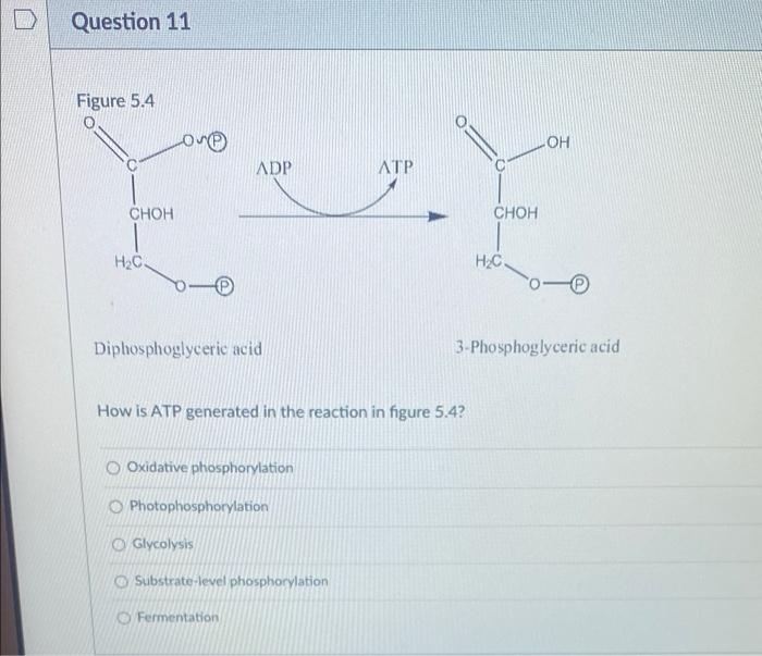 Solved Question 11 Figure 5.4 CHOH Love ADP | Chegg.com
