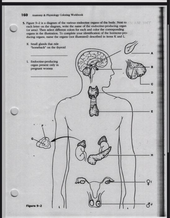 Anatomy And Physiology Coloring Workbook Chapter 16 Answers LinetteLawrie