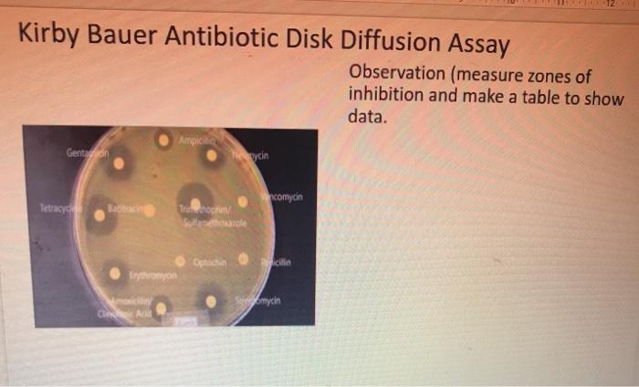Kirby Bauer Antibiotic Disk Diffusion Assay | Chegg.com Kirby Bauer Antibiotic Disk Diffusion Assay | Chegg.com