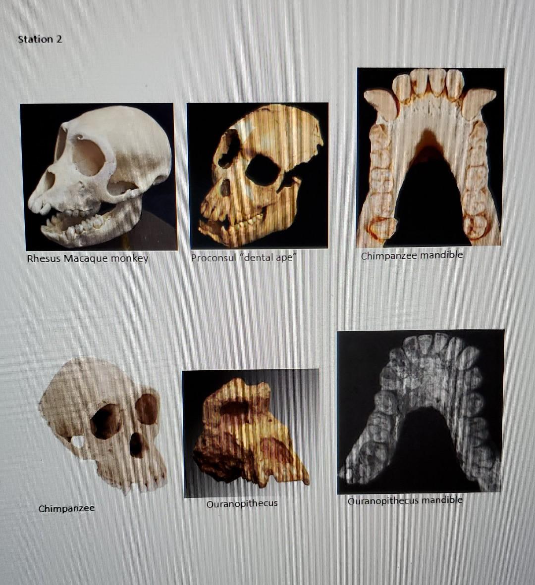 Station 2 Rhesus Macaque monkey Proconsul dental ape" | Chegg.com