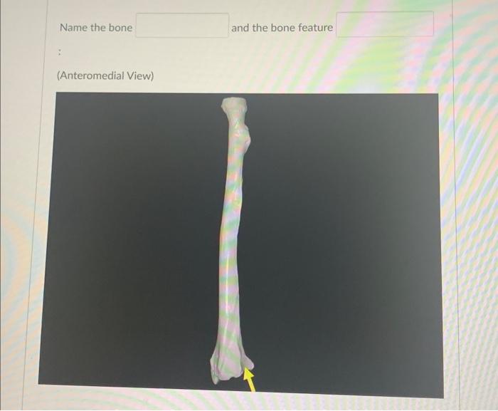 Solved Name the bone and the bone feature (Anterior | Chegg.com