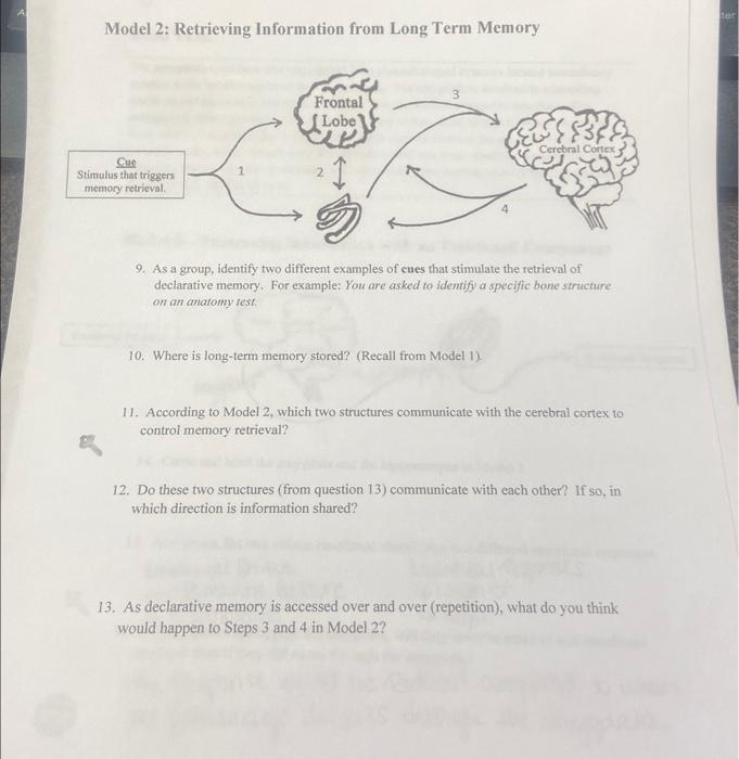 Solved Why? Long-term memory is divided into declarative | Chegg.com