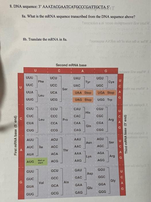 Solved 8. DNA sequence: 3' AAATACGAATCATGCCCGATTGCTA S'T 8a. | Chegg.com