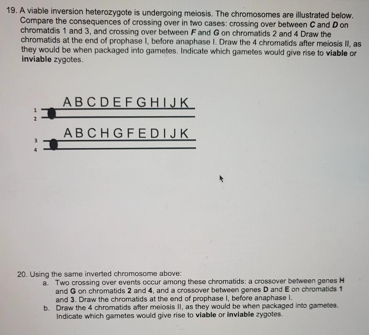Solved 9. A viable inversion heterozygote is undergoing | Chegg.com