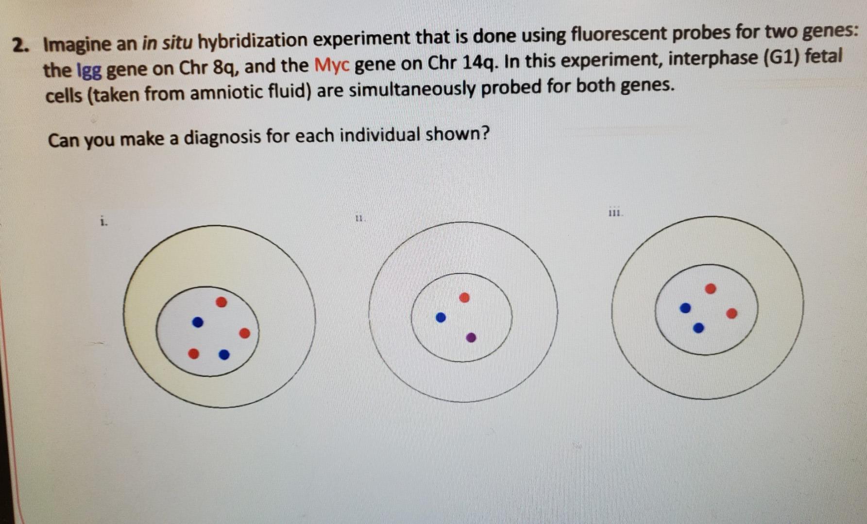Solved 2. Imagine an in situ hybridization experiment that | Chegg.com