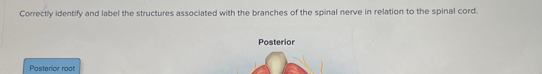 Solved Correctly identify and label the structures | Chegg.com