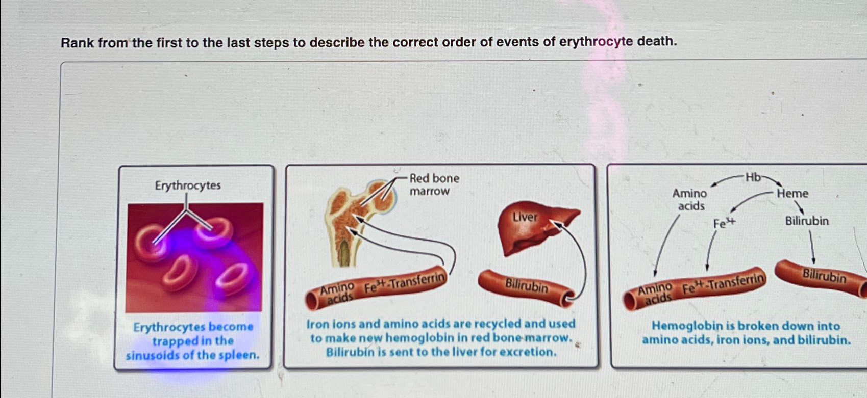 Solved Rank from the first to the last steps to describe the | Chegg.com