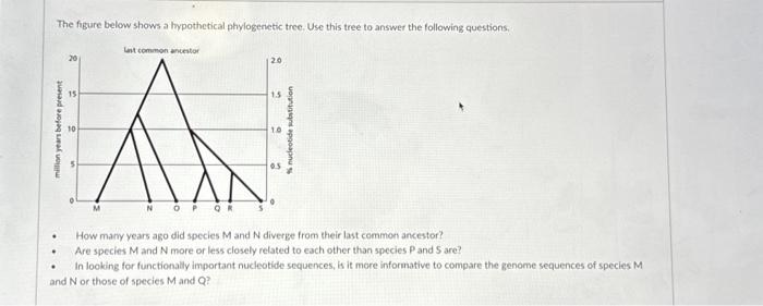 Solved The figure below shows a hypothetical phylogenetic | Chegg.com