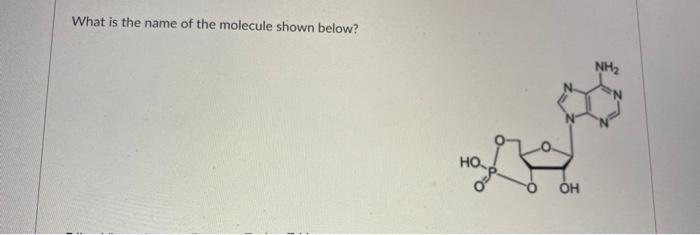 Solved What is the name of the molecule shown below? NH2 HO. | Chegg.com