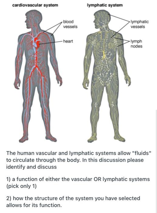 Solved cardiovascular system lymphatic system blood vessels | Chegg.com