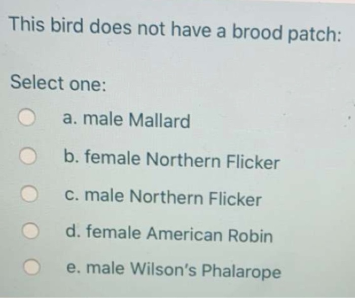 Solved This bird does not have a brood patch: Select one: O | Chegg.com