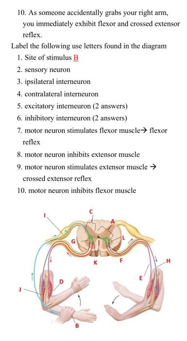 Solved 10. As someone accidentally grabs your right arm, you | Chegg.com