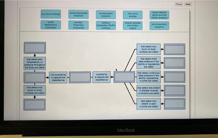 Solved concept Map: Classification of Sensory Receptors | Chegg.com