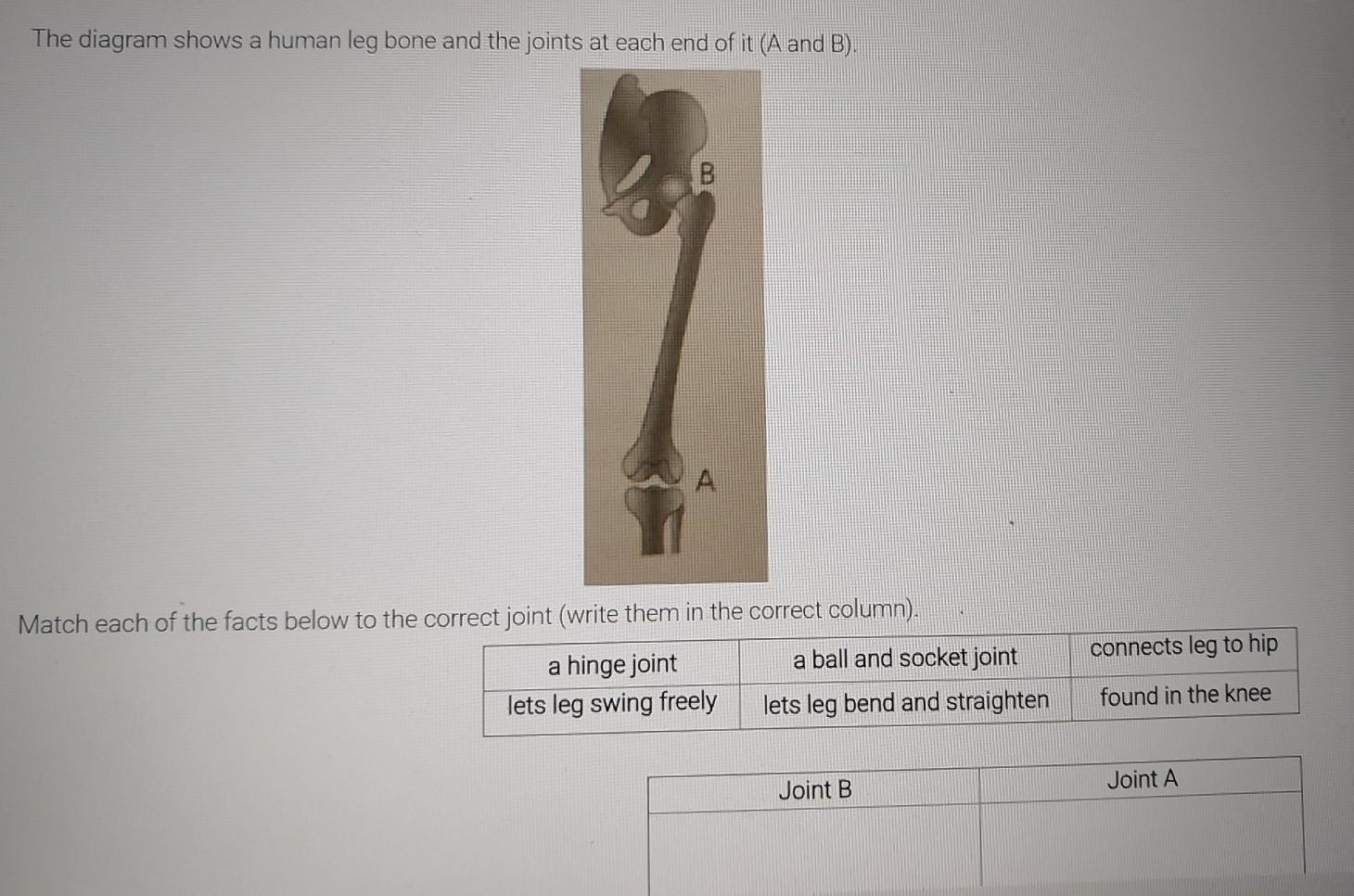 Solved The diagram shows a human leg bone and the joints at | Chegg.com
