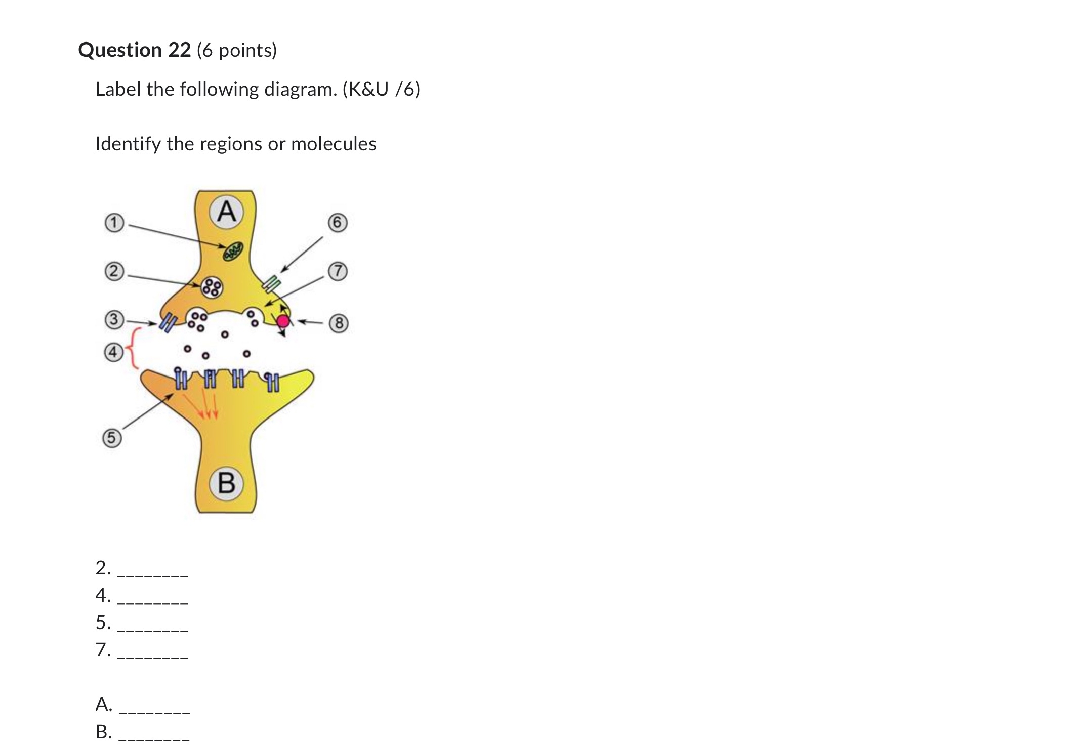 Solved Question 22 (6 ﻿points)Label the following diagram. | Chegg.com