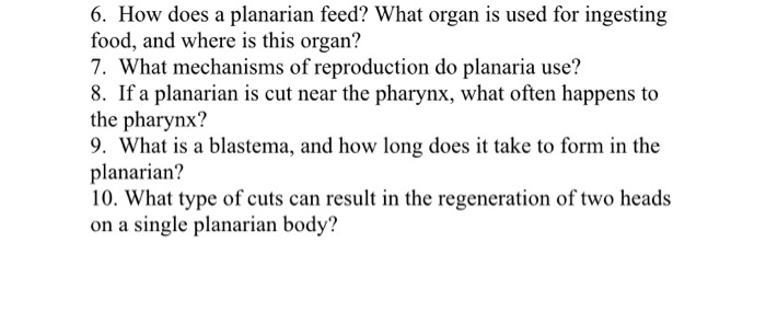 Solved 6. How does a planarian feed? What organ is used for | Chegg.com