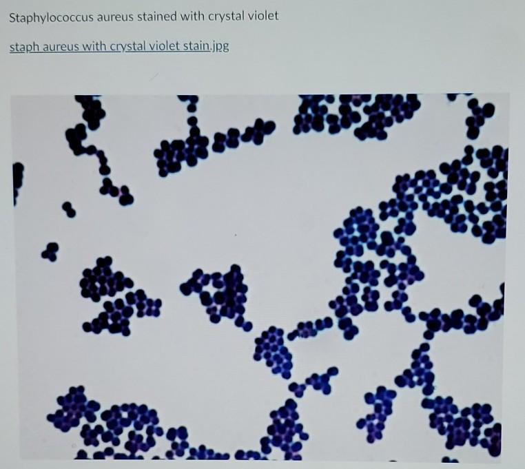 Simple Stain Methylene Blue